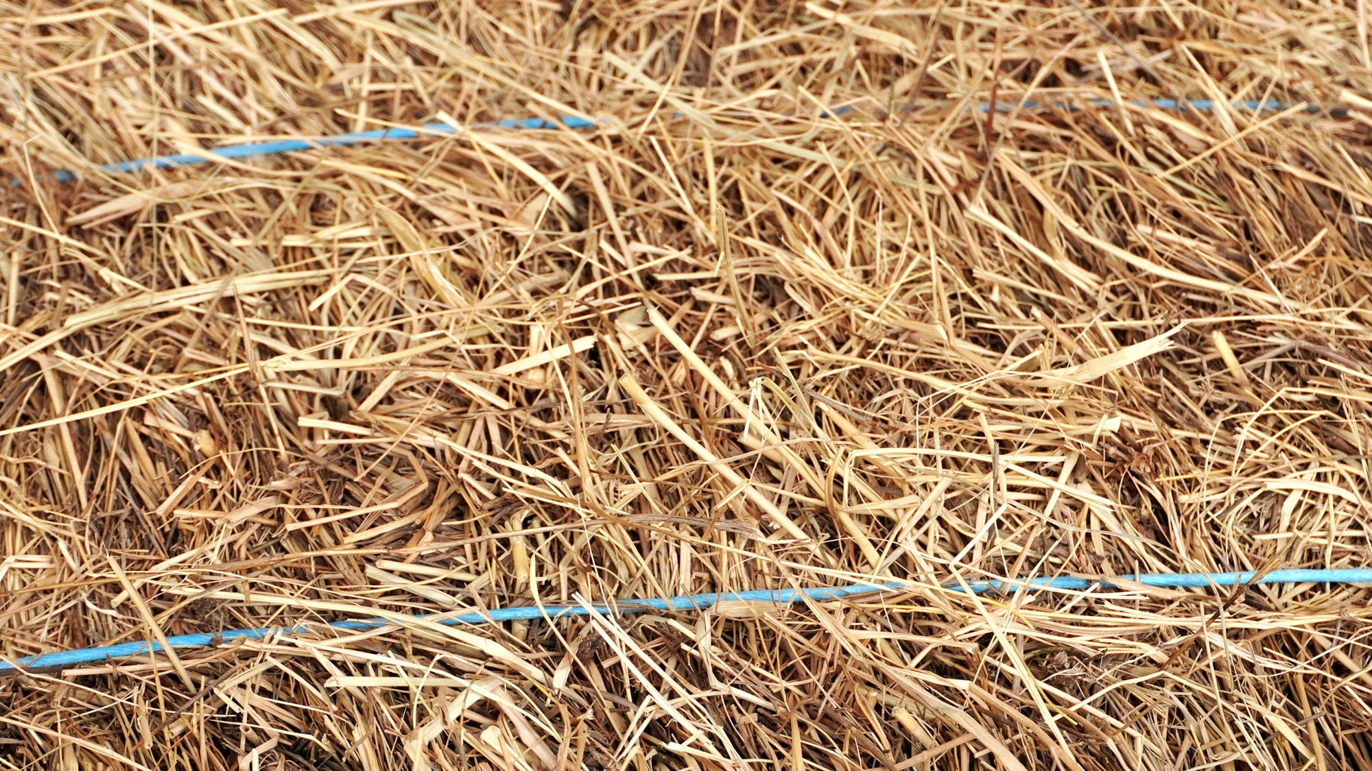 Salt Hay Mulch (Organic Mulch, No Weeds, Resists Rotting) – SaltHay.com