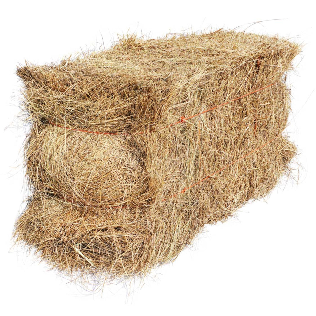 Salt Hay Mulch - Best Mulch for Vegetable Gardens & Overseeding Cover ...