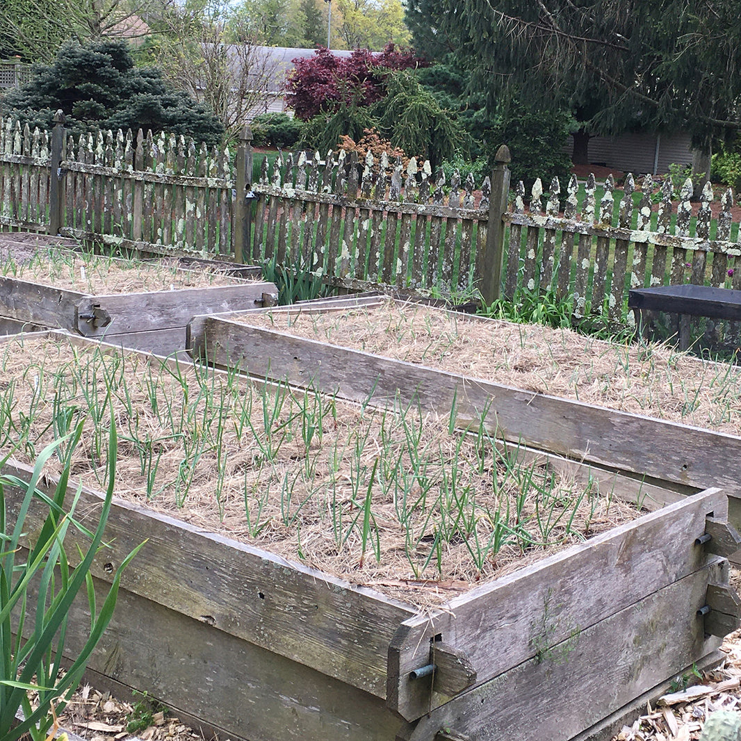 Salt Hay Mulch - Best Mulch for Vegetable Gardens & Overseeding Cover ...