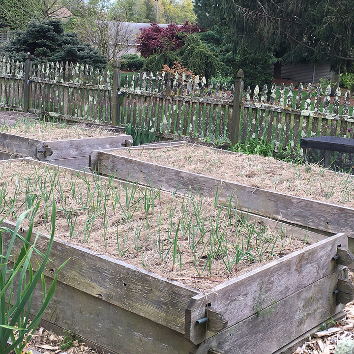 Salt Hay Mulch - Best Mulch for Vegetable Gardens & Overseeding Cover ...