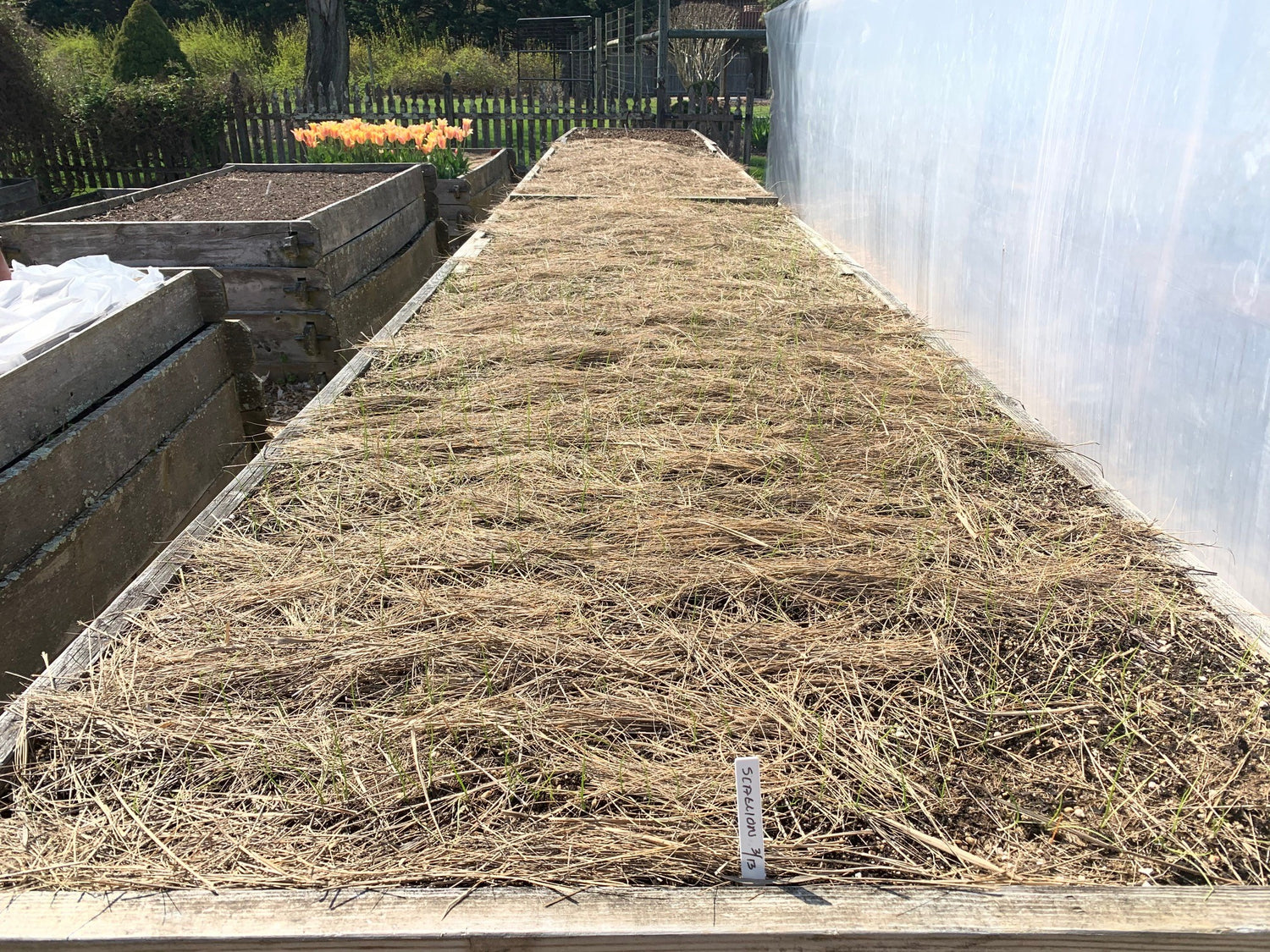 Salt Hay Mulch (Organic Mulch, No Weeds, Resists Rotting) – SaltHay.com