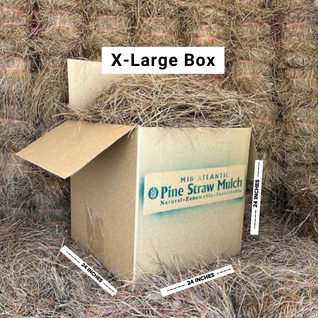 Longleaf Pine Straw (24"x24"x24") Extra Large Box – SaltHay.com